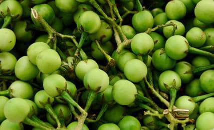 Health Benefits of Turkey Berries Explained - TNTNEWSPAPER