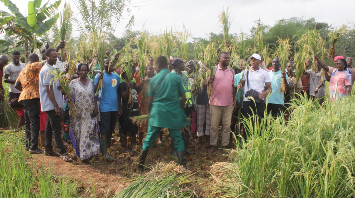 CSIR-CRI empowers Western North Farmers with Modern Rice Farming ...